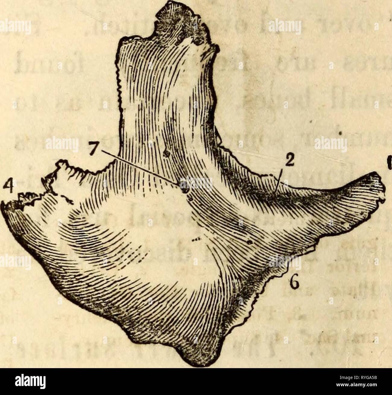 Inferior maxillary bone hi-res stock photography and images - Alamy