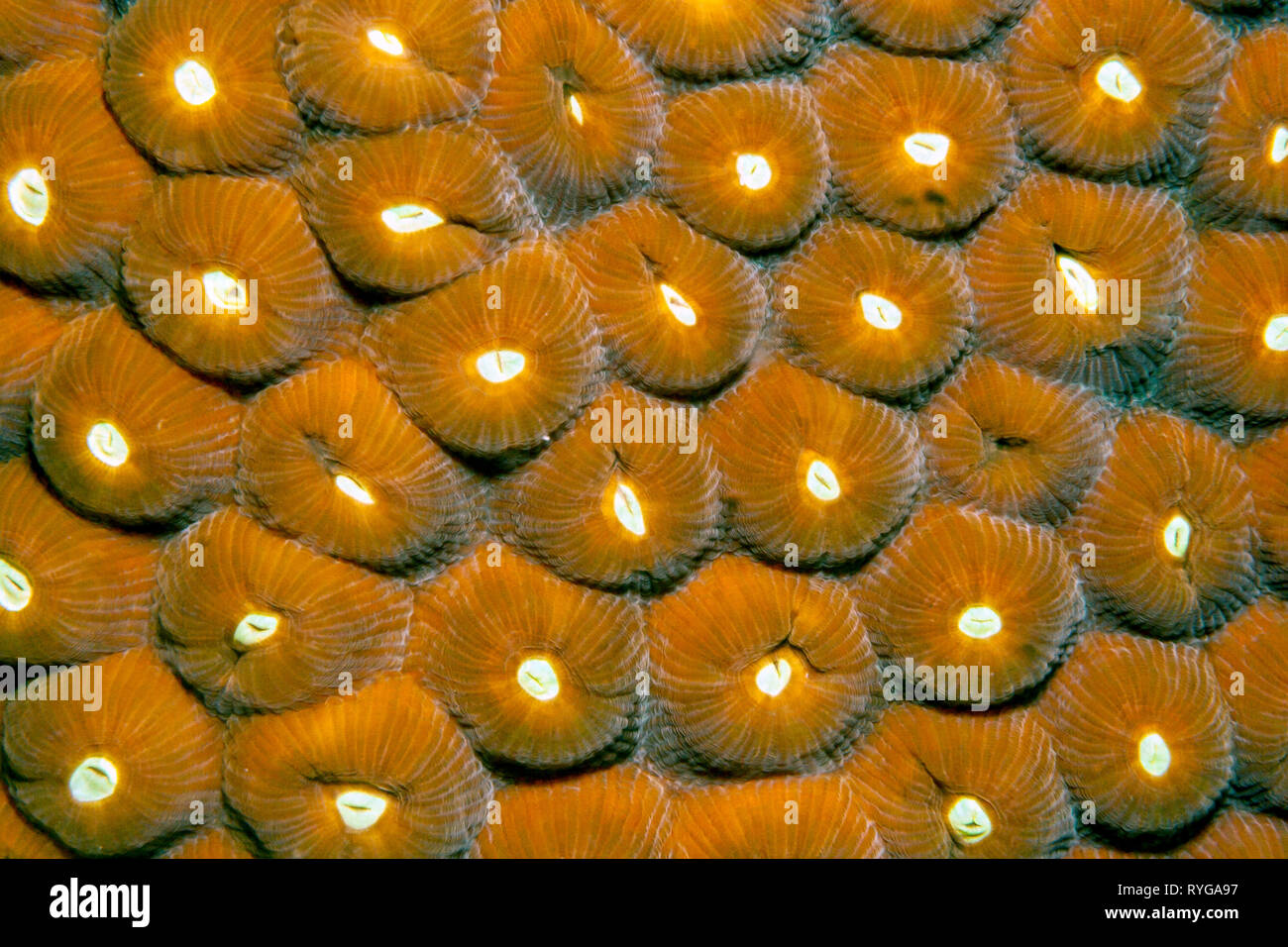 Coral reef star coral Stock Photo - Alamy