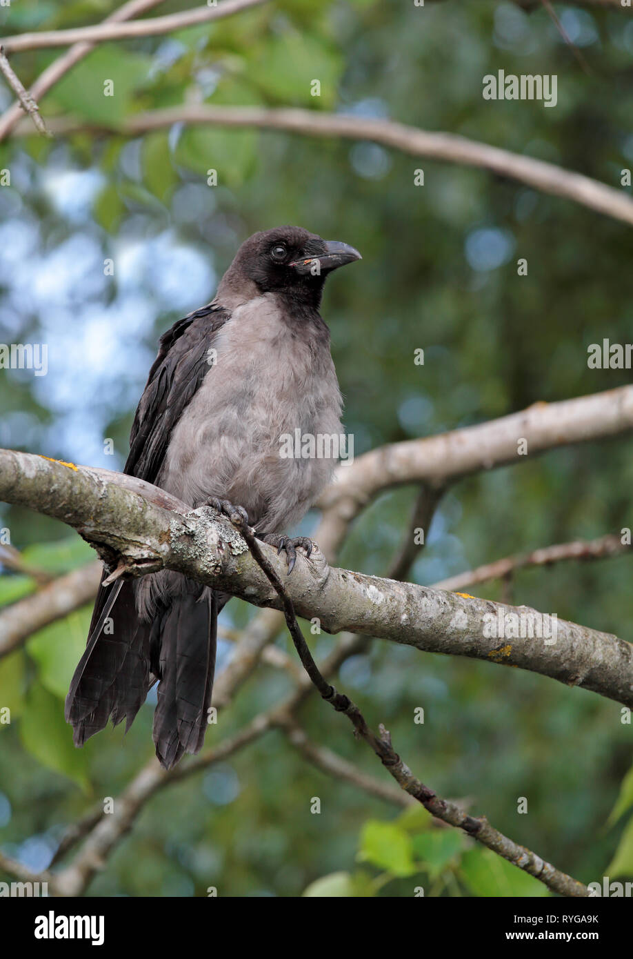 Crow sitting on a branch hi-res stock photography and images - Alamy