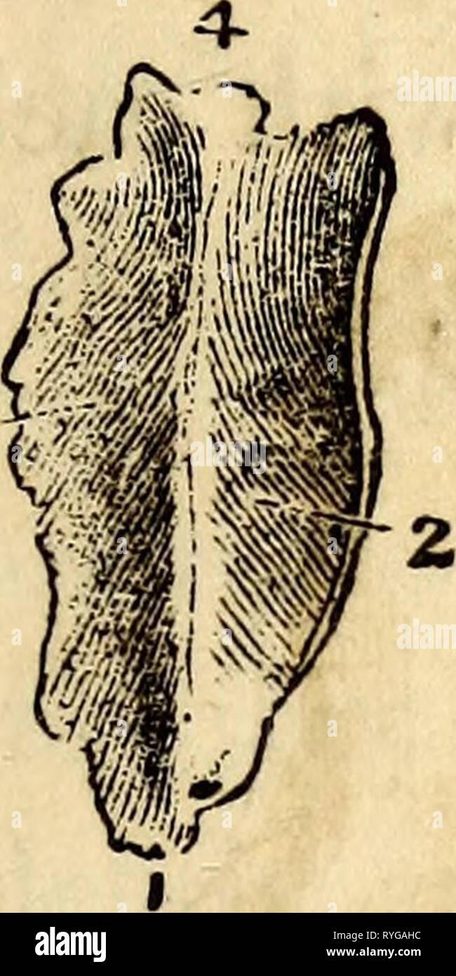 Tear canal hi-res stock photography and images - Alamy