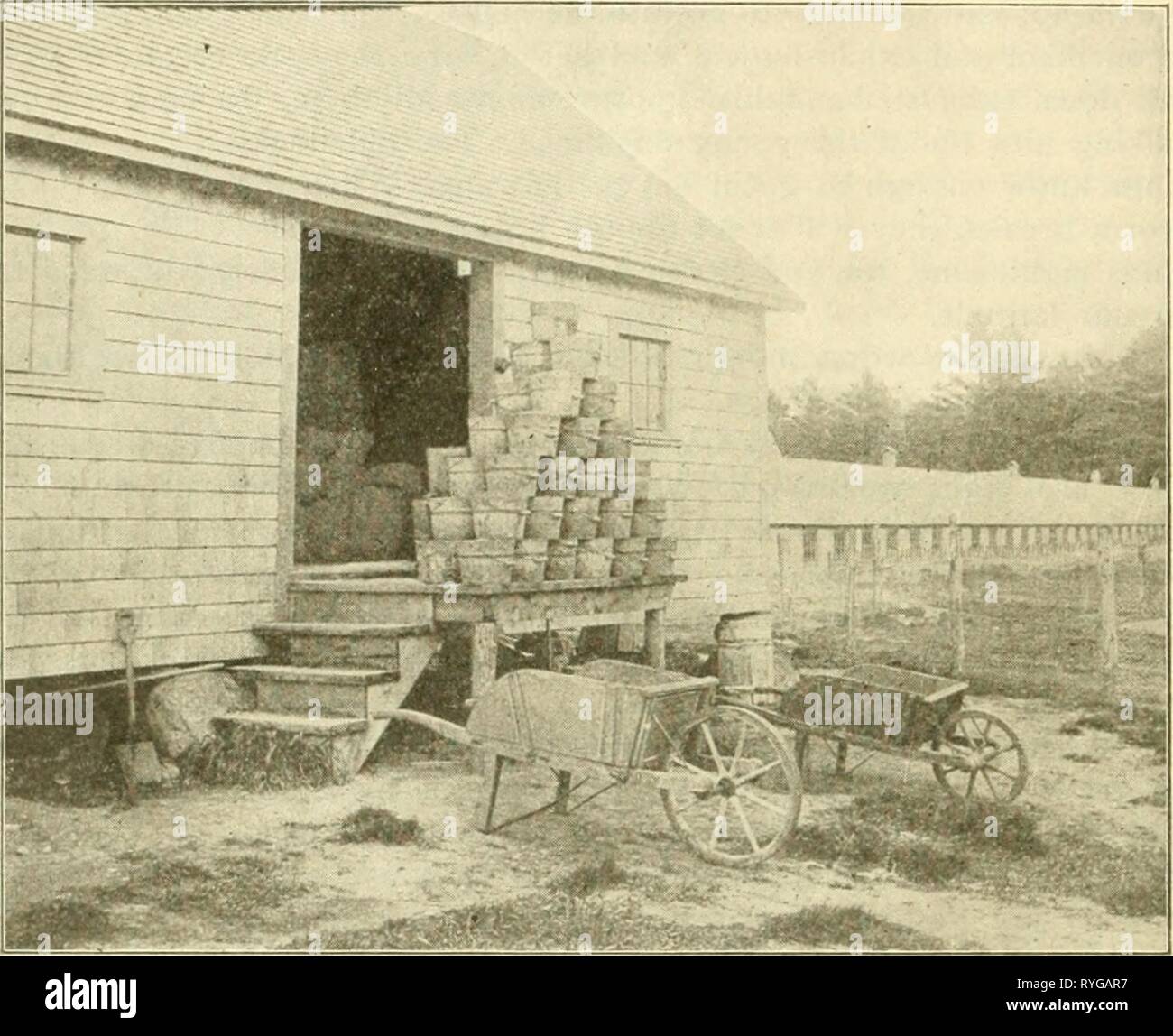 Duck dollars; (1911 Stock Photo - Alamy