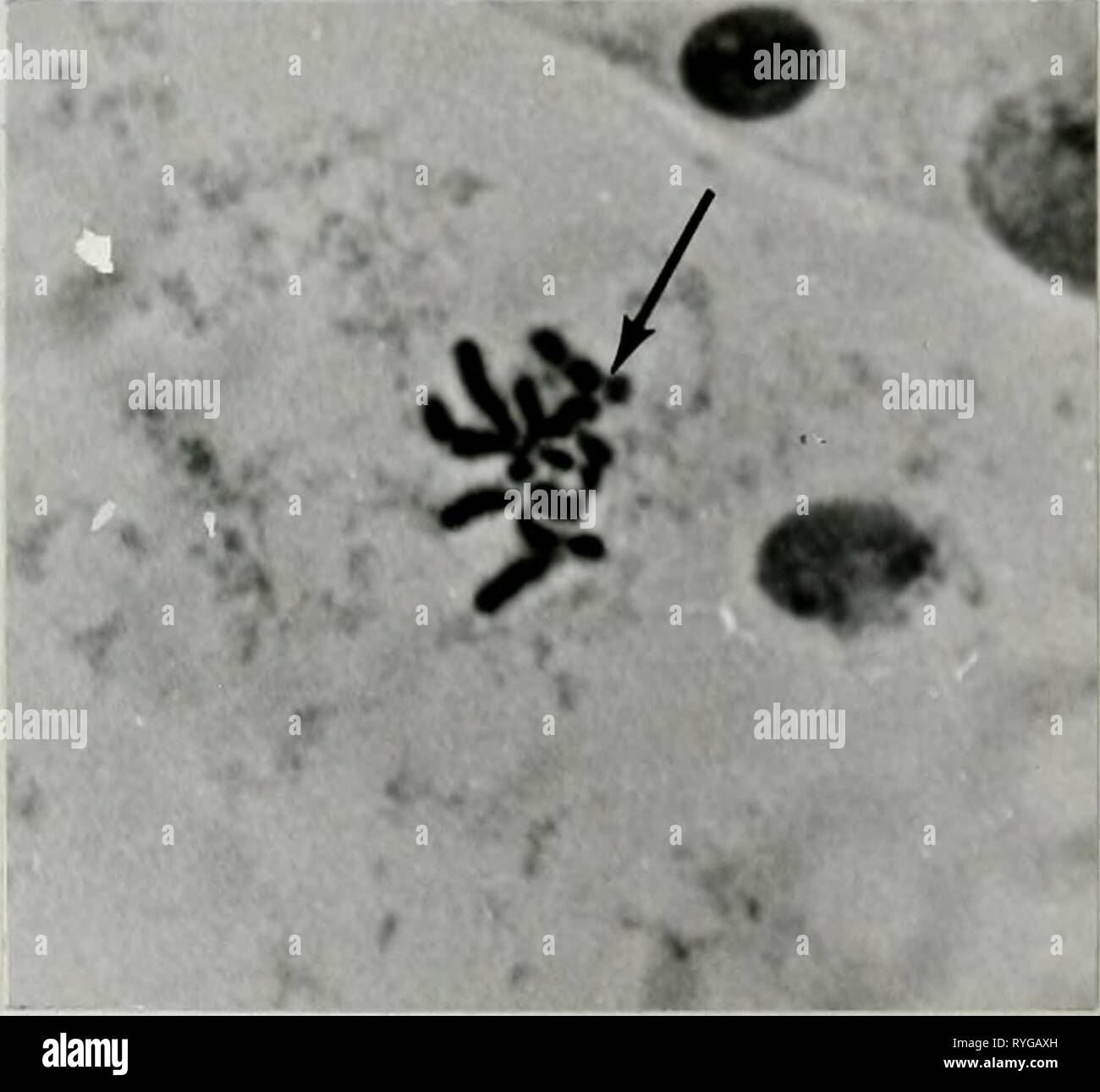 Effect of cobalt 60 gamma rays on the biology of the eye gnat ...