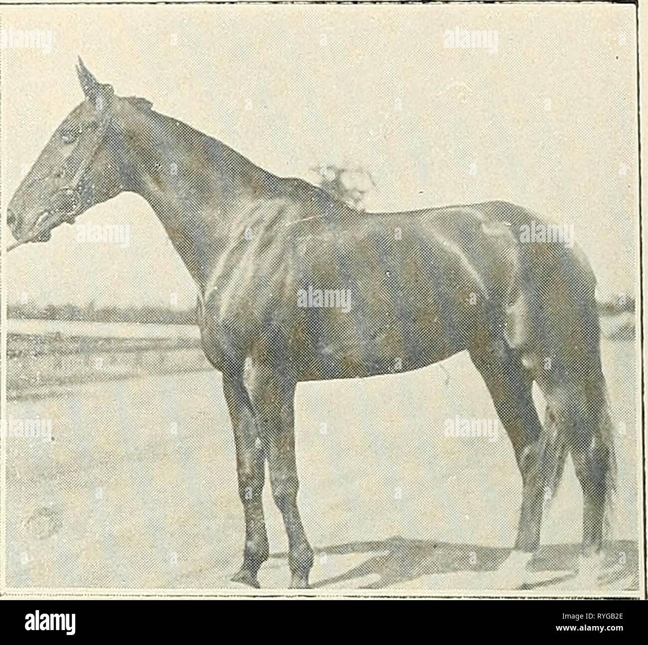 The driving clubs of greater Stock Photo - Alamy