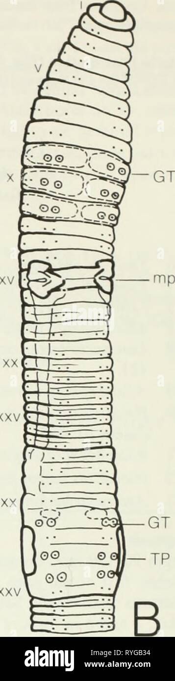 The earthworms (lumbricidae and sparganophilidae Stock Photo - Alamy