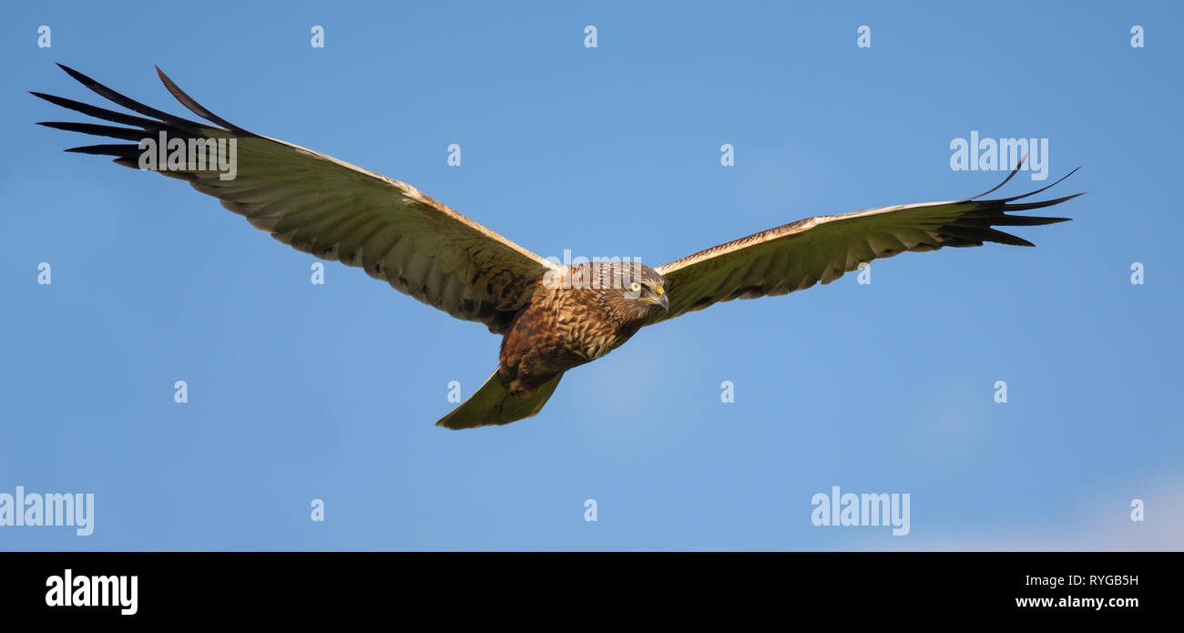Male Western Marsh harrier in flight in blue sky Stock Photo - Alamy