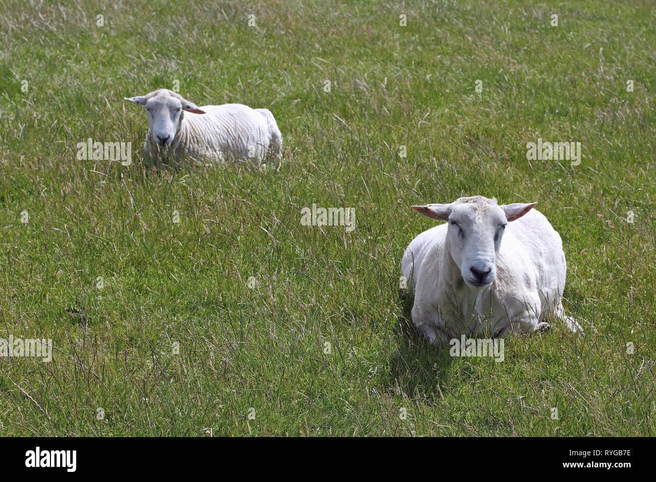 Sheps hi-res stock photography and images - Alamy