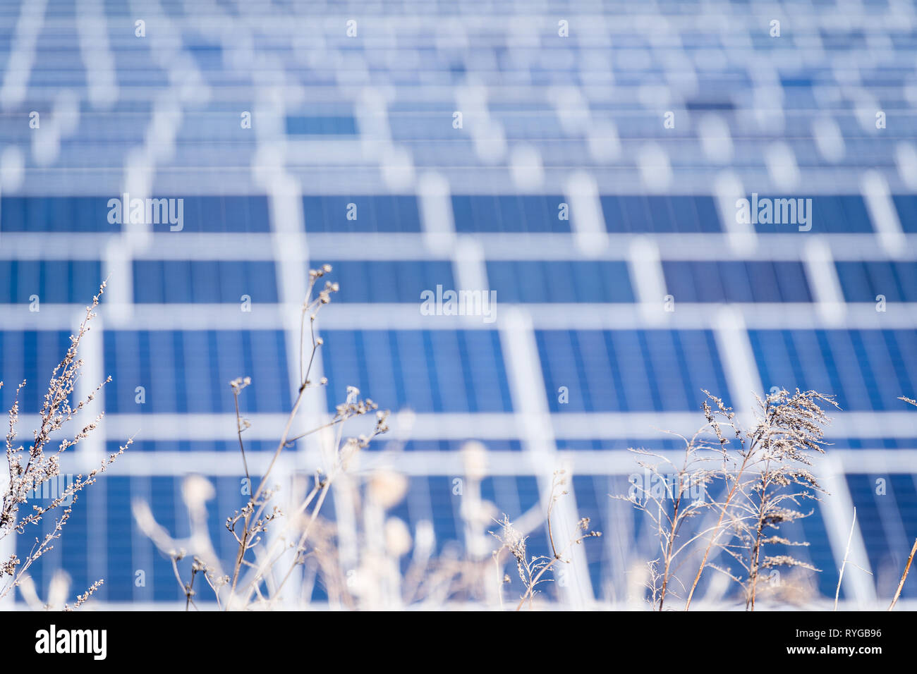 Plants in front of solar cells, solar panels, photovoltaic system Stock ...