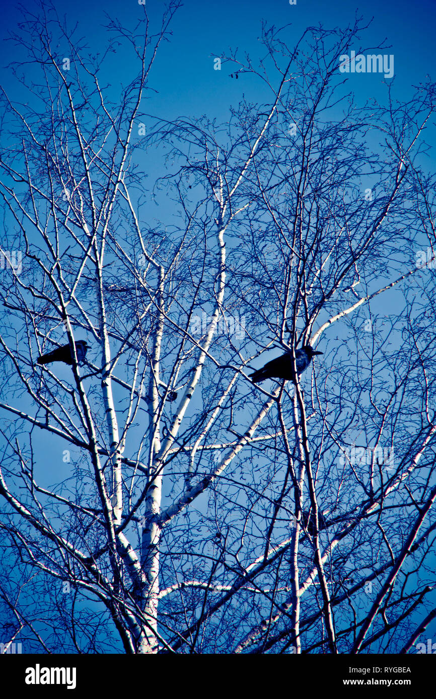 Two ravens hi-res stock photography and images - Alamy