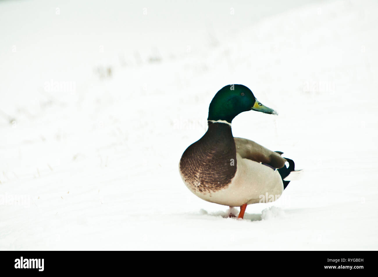 male Mallard duck standing in the snow Stock Photo - Alamy