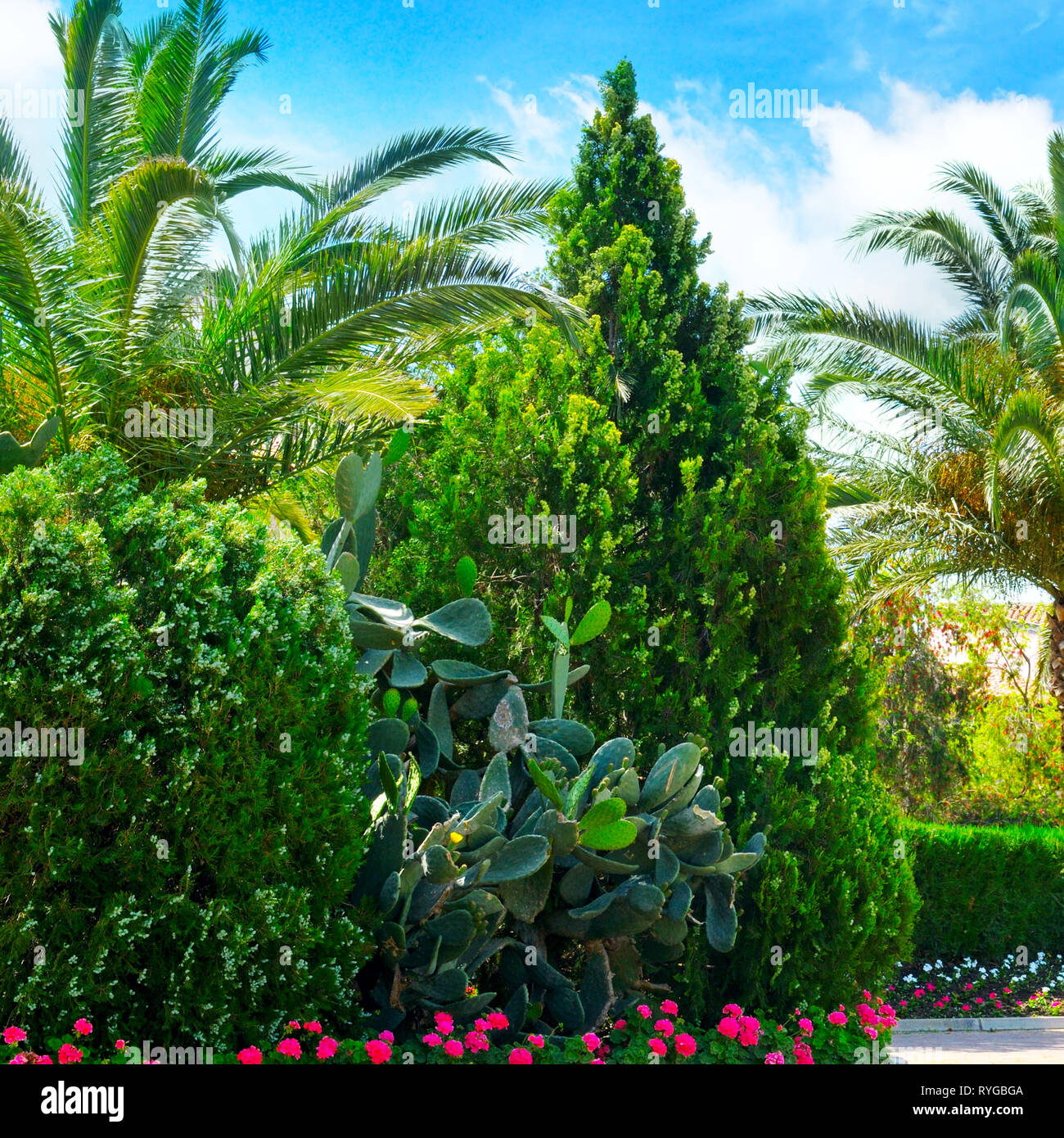 beautiful park with palm trees and evergreen plants Stock Photo - Alamy