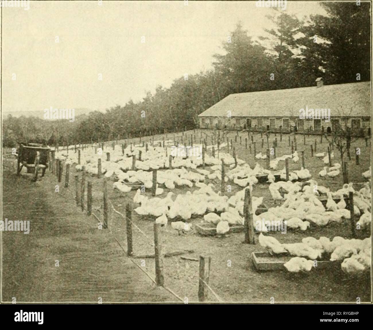 Duck dollars; (1911 Stock Photo - Alamy