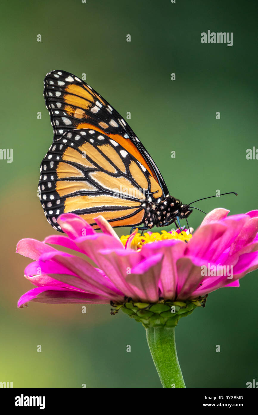 monarch butterfly or simply monarch, Danaus plexippus is milkweed ...