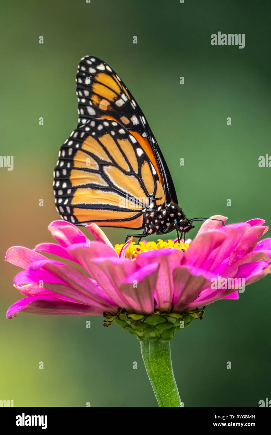monarch butterfly or simply monarch, Danaus plexippus is milkweed ...