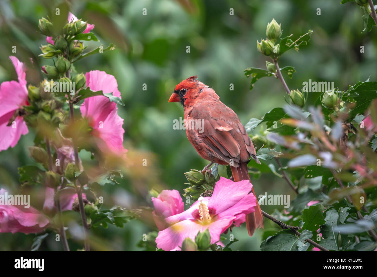 northern cardinal ,Cardinalis cardinalis is a bird in the genus ...