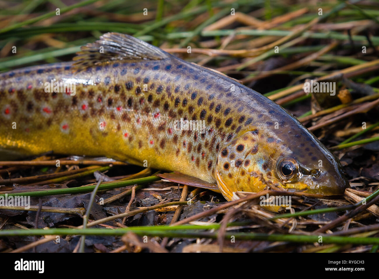 Fresh water, wild brown trout on vegetation by the river. Wild fish ...