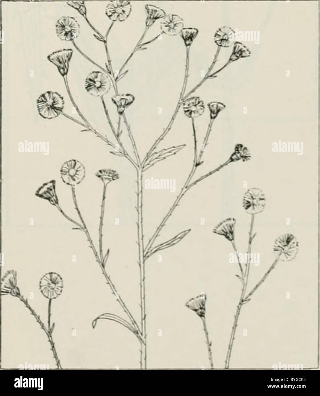 The drug plants of Illinois drugplantsofilli44teho Year: 1951 LIBRARY ...