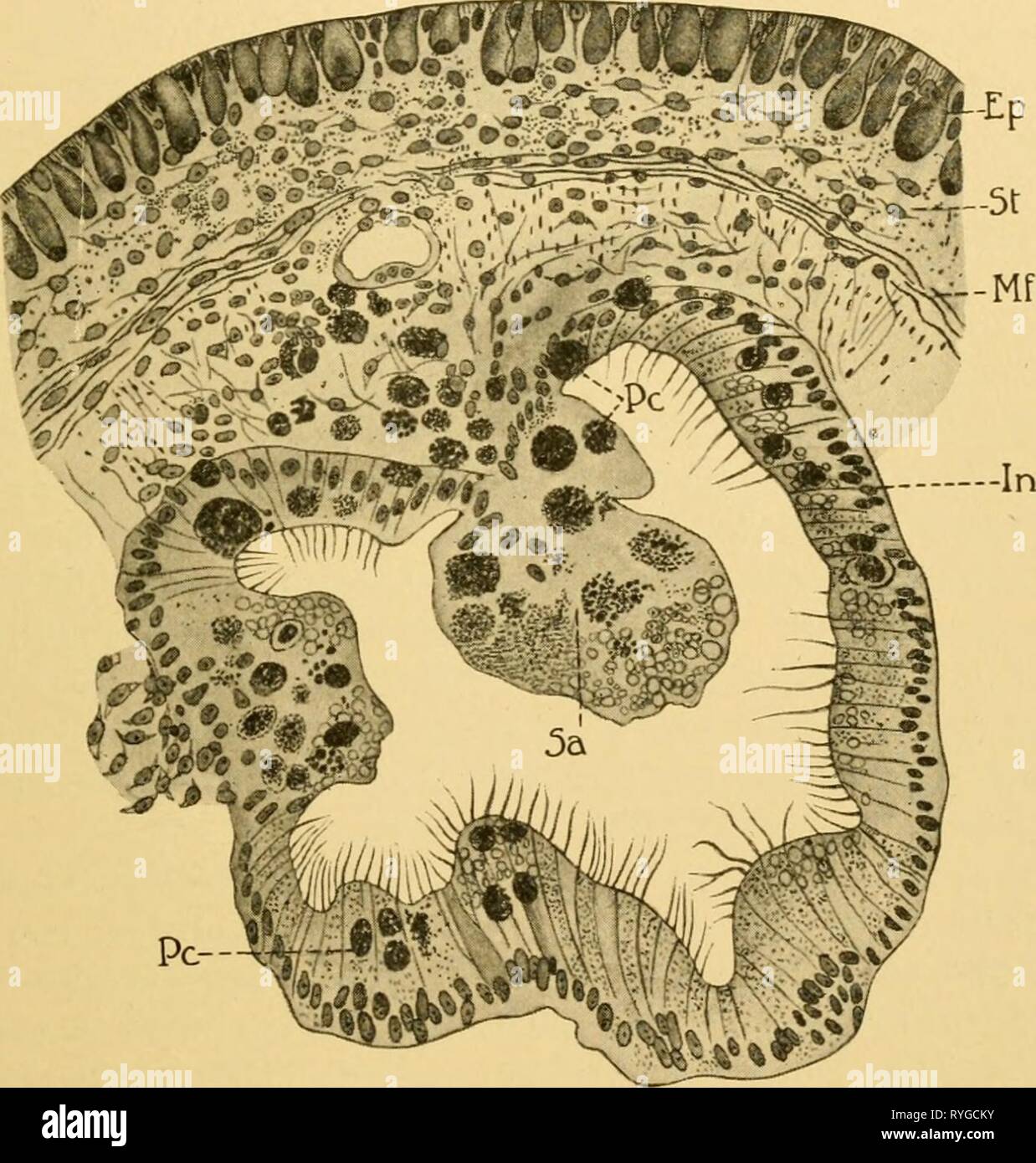 The effects of inanition and Stock Photo - Alamy