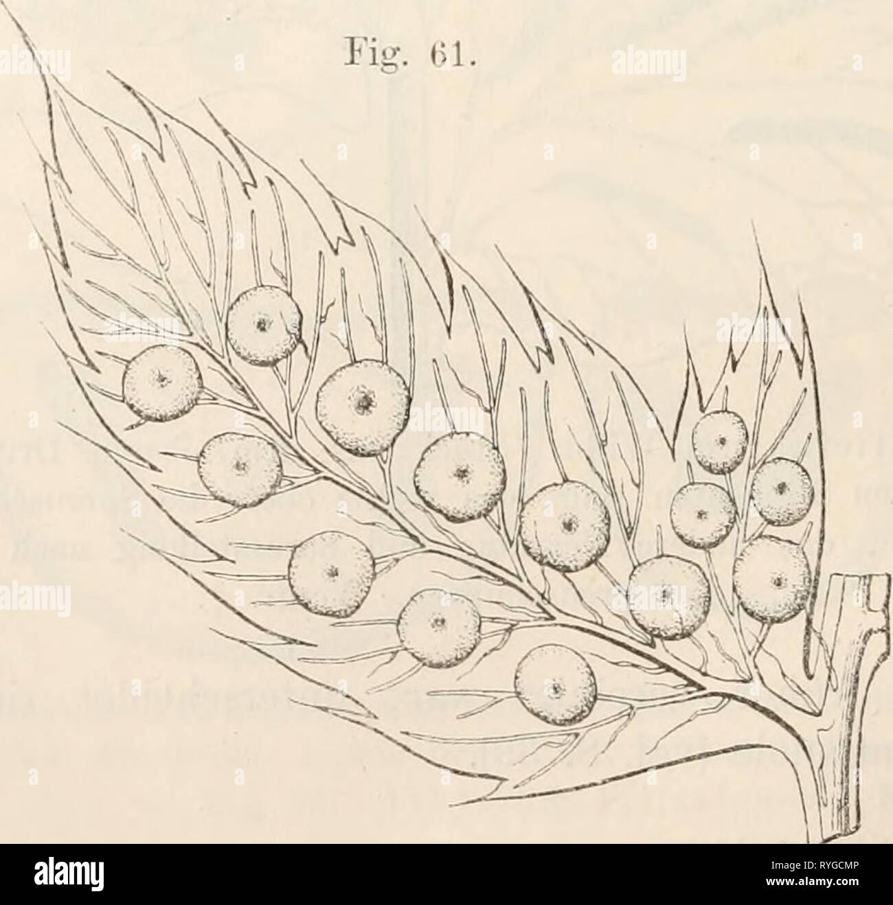 Aspidium Filix Mas High Resolution Stock Photography and Images - Alamy