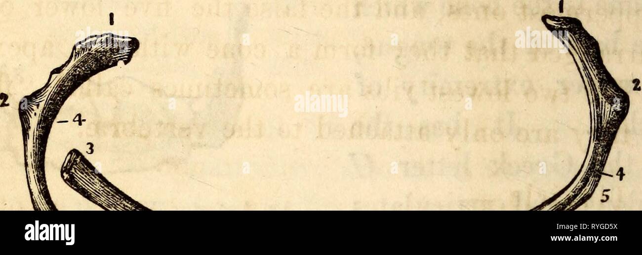 Anterior tubercle hi-res stock photography and images - Alamy