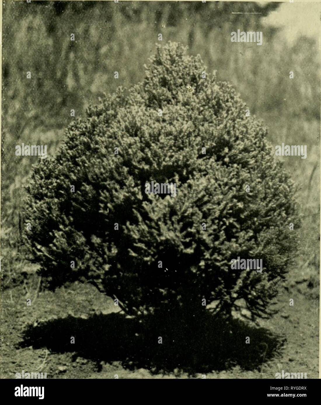 Dwarf and slow-growing conifers dwarfslowgrowing1923horn Year: 1923 ...
