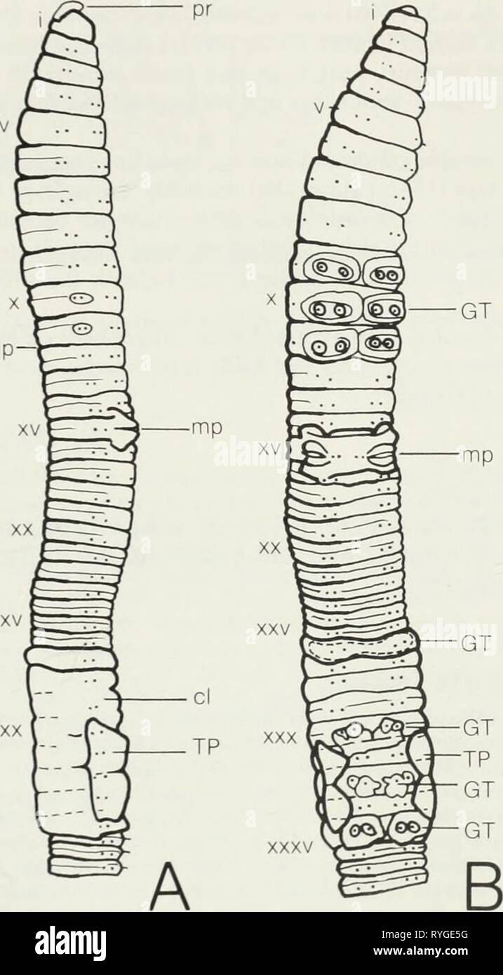 The earthworms (lumbricidae and sparganophilidae Stock Photo - Alamy