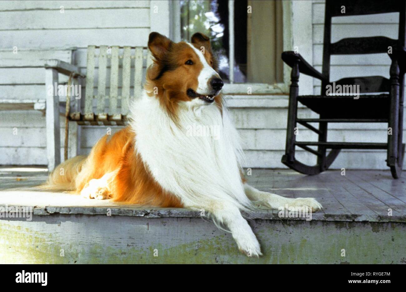 Lassie Dog Movie High Resolution Stock Photography and Images - Alamy