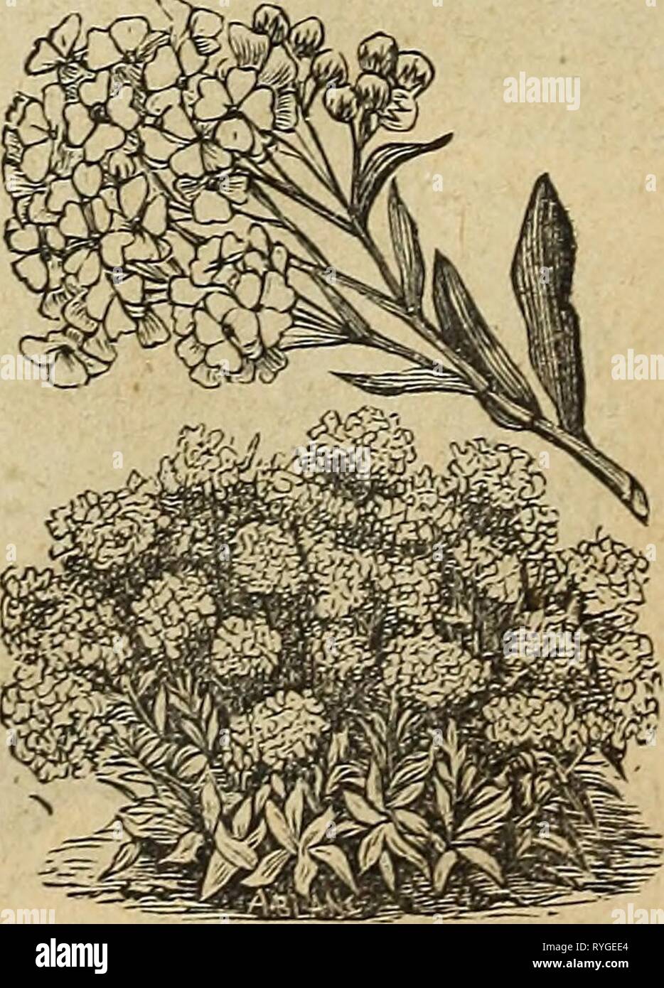 E Annabil & Co's seed Stock Photo - Alamy