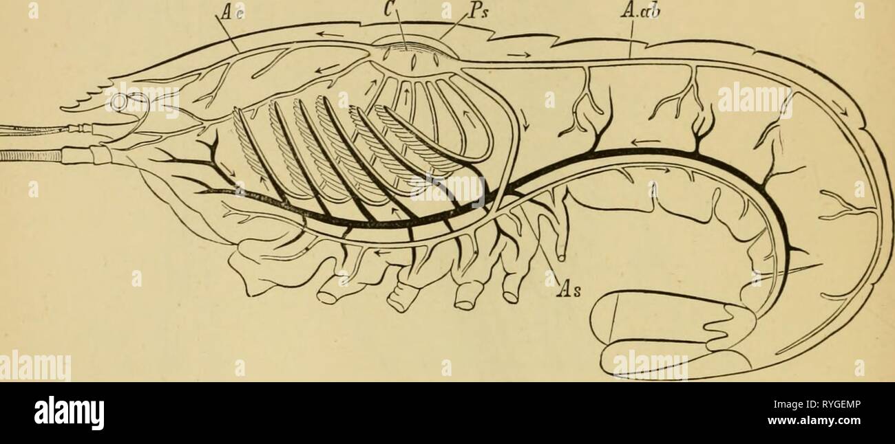 Elementary text-book of zoology, general Stock Photo - Alamy