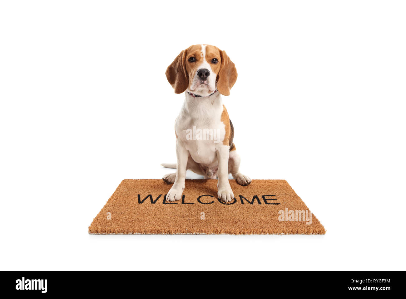 Cute dog on floor Cut Out Stock Images & Pictures - Alamy