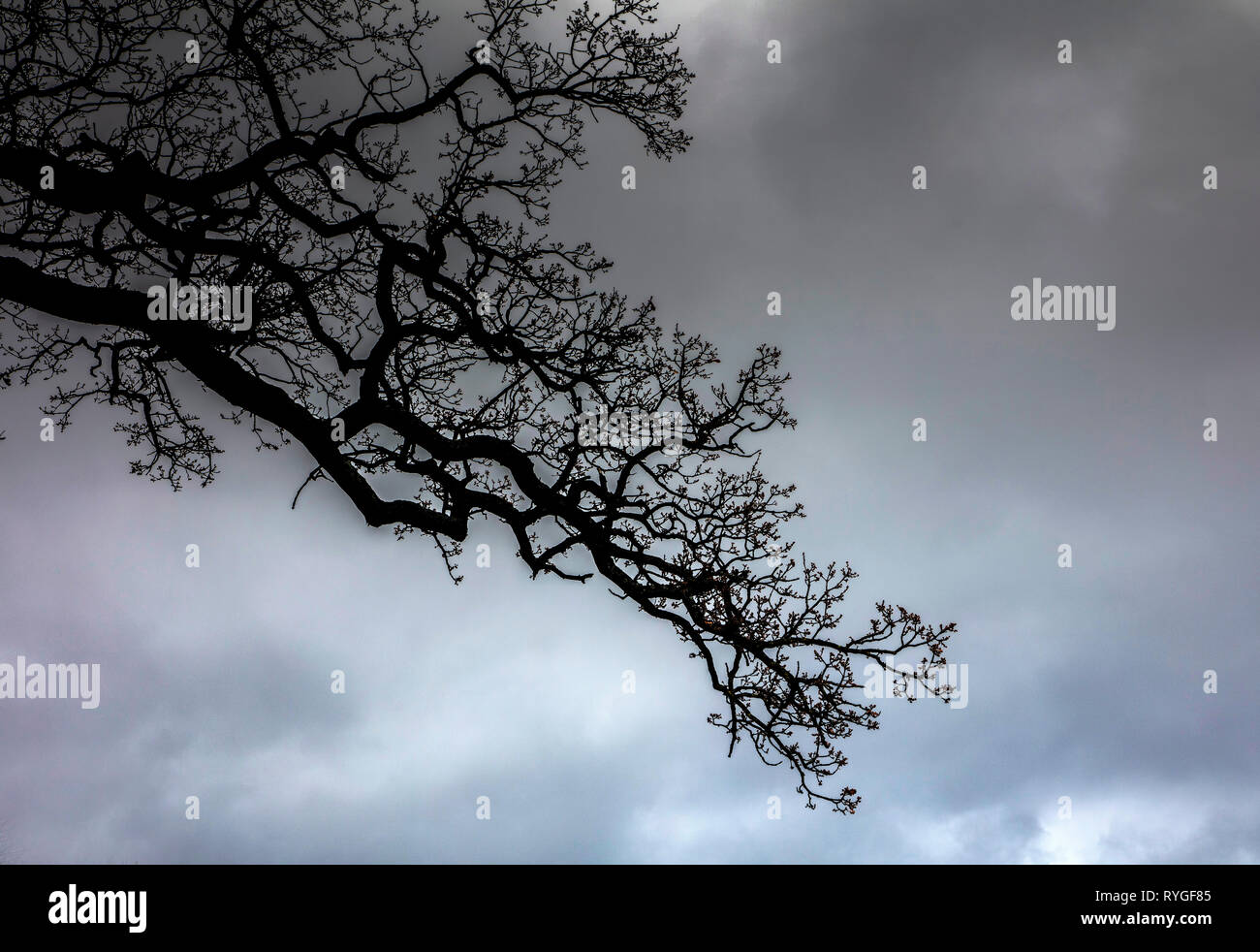 Overhanging tree branch hi-res stock photography and images - Alamy
