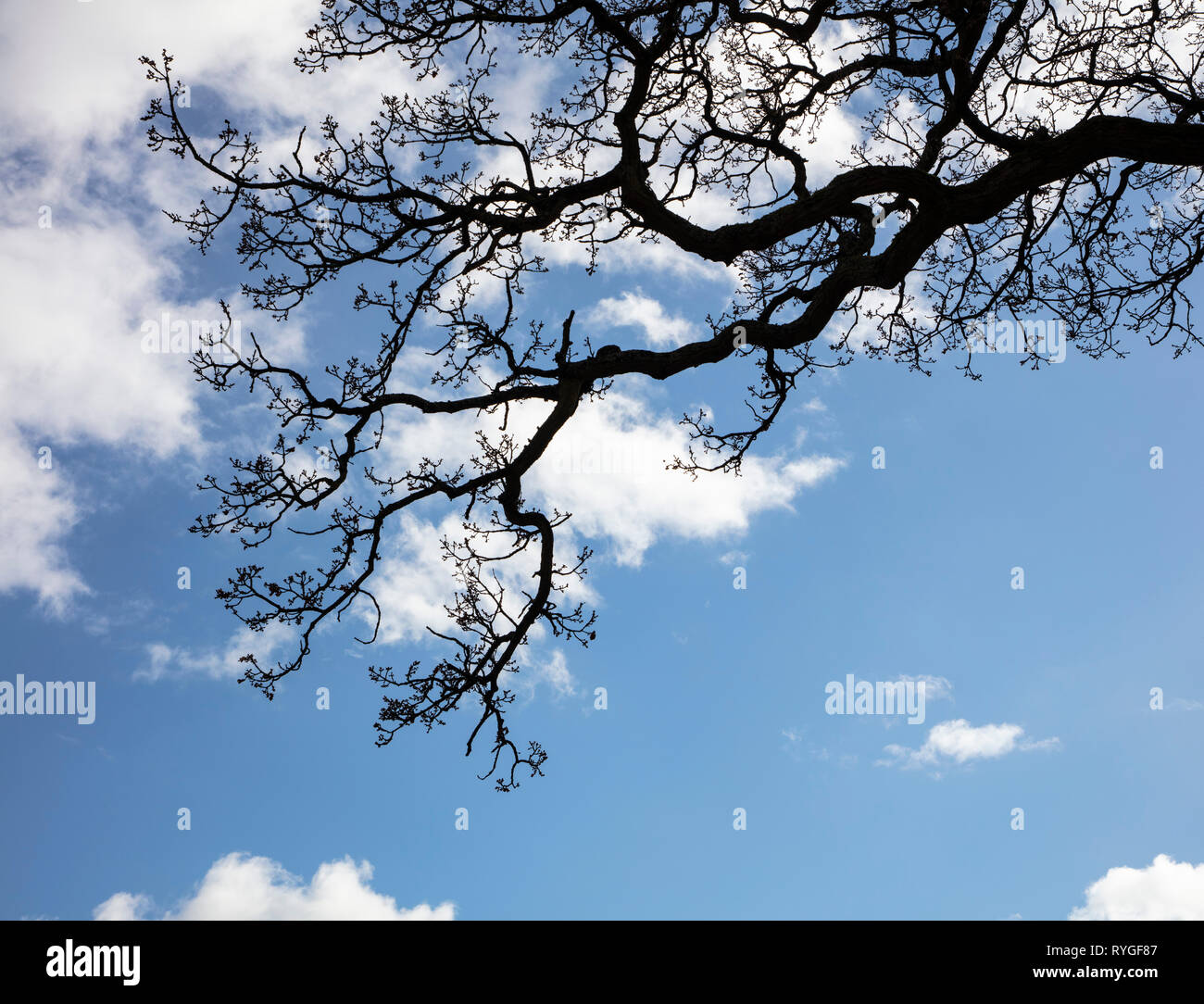 Branch of overhanging tree hi-res stock photography and images - Alamy