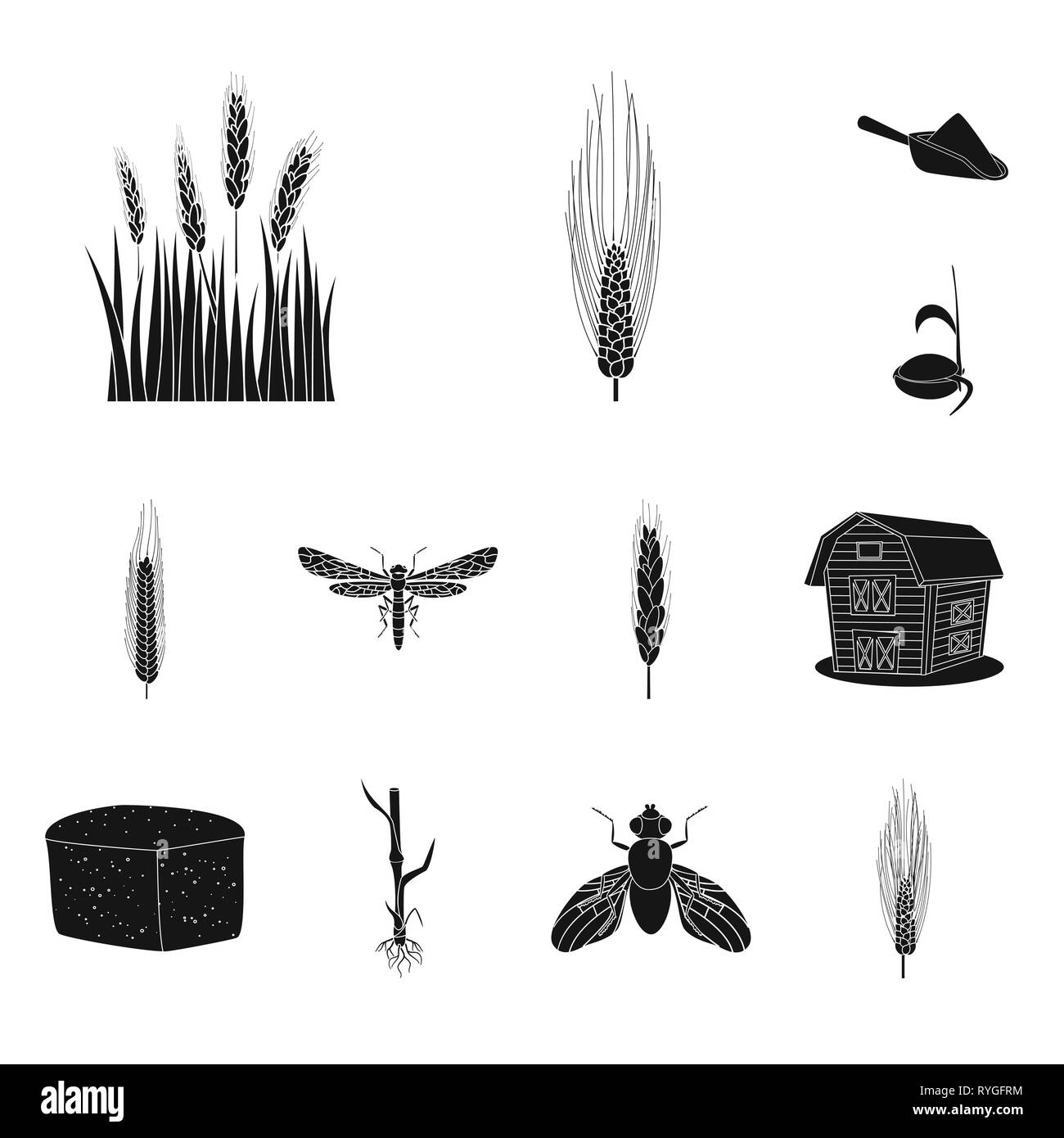 spring,barley,flour,seed,fly,granary,bread,stem,spike,meal,grow,winter ...