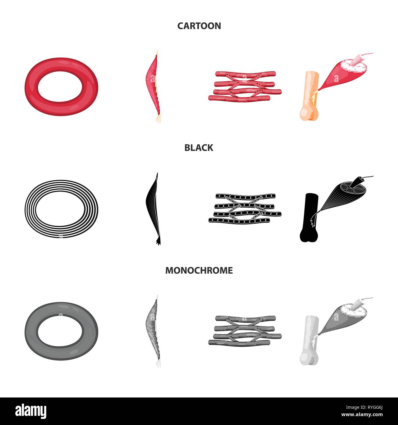 Vector design of fiber and muscular symbol. Collection of fiber and ...