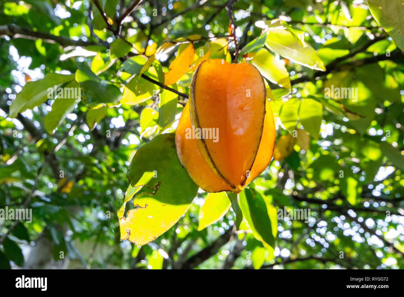 Star Fruit growing on a tree Stock Photo - Alamy