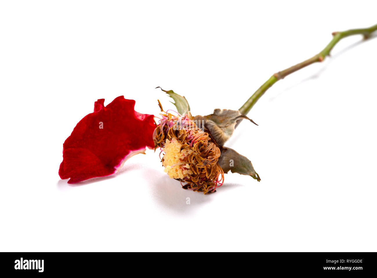 faded rose on a white background Stock Photo - Alamy