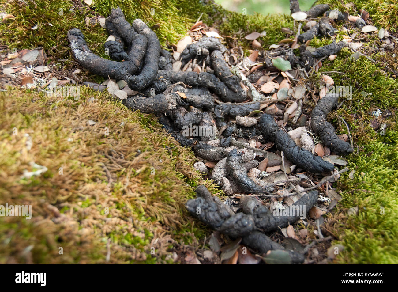 Common genet - Genetta genetta, excrement in the trunk of a tree, holm ...