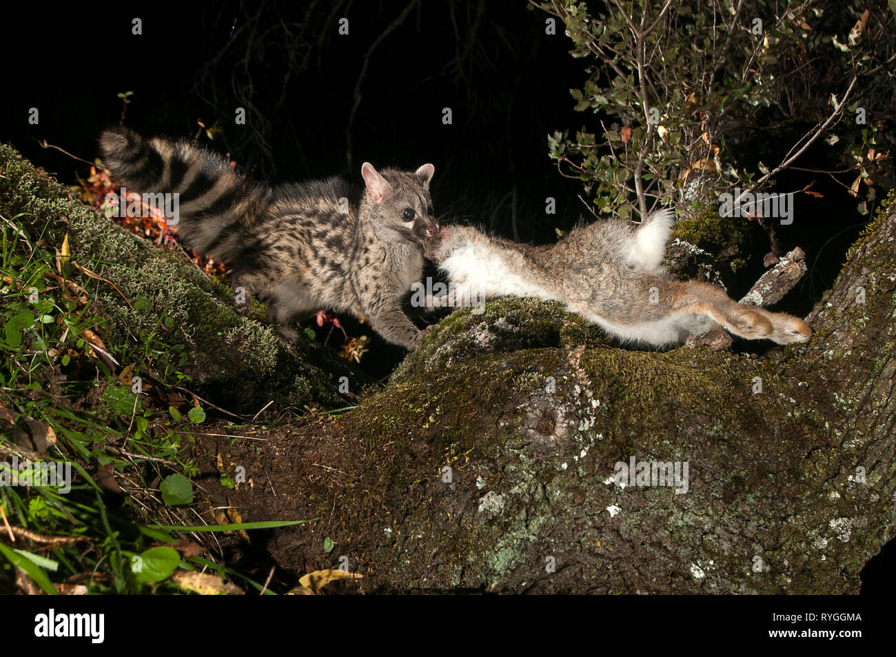 Largespotted genet hi-res stock photography and images - Alamy