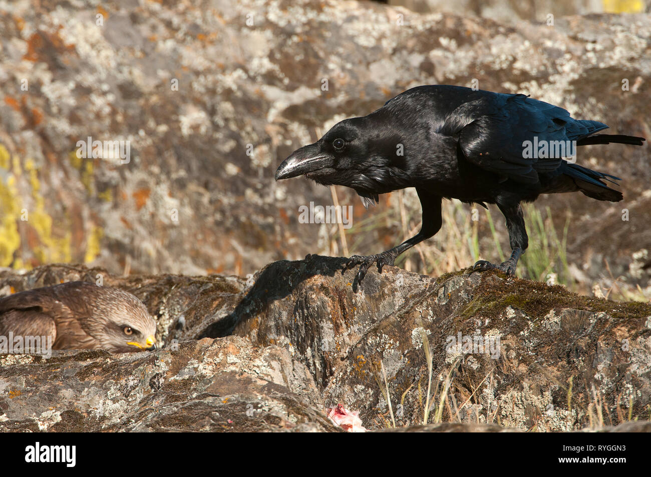 Social ornithology hi-res stock photography and images - Alamy