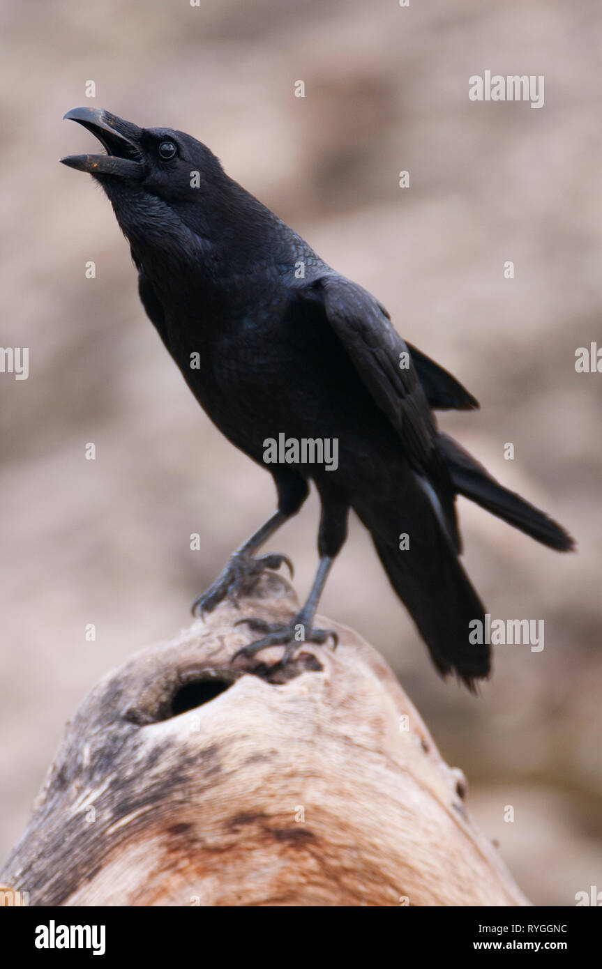Raven - Corvus corax, portrait and social behavior Stock Photo - Alamy