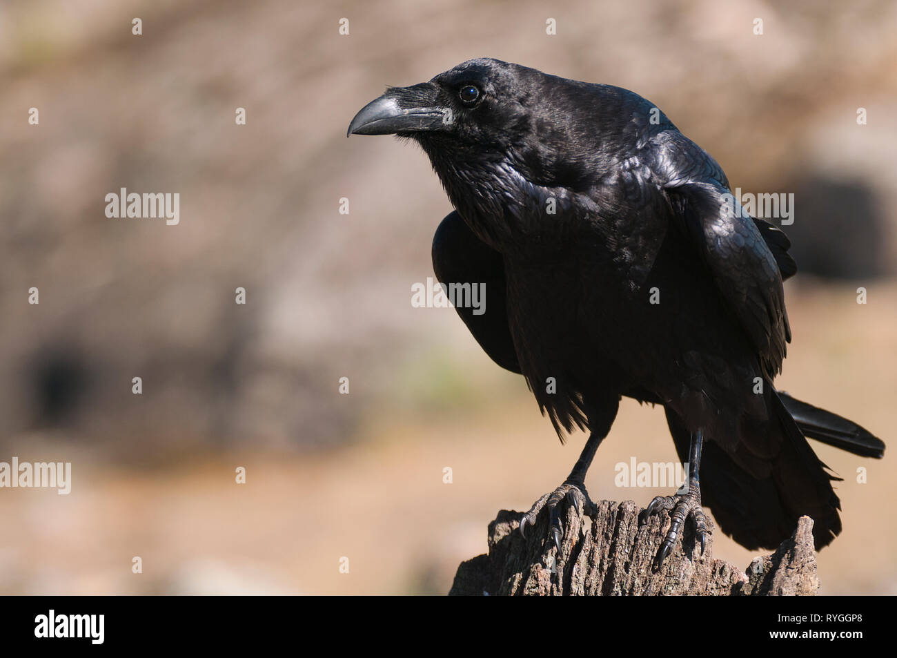 Social raven hi-res stock photography and images - Alamy