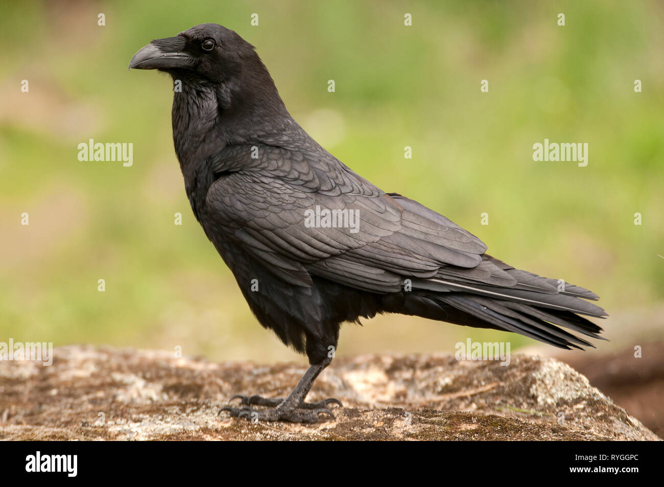 Raven - Corvus corax, Portrait of body and plumage Stock Photo - Alamy