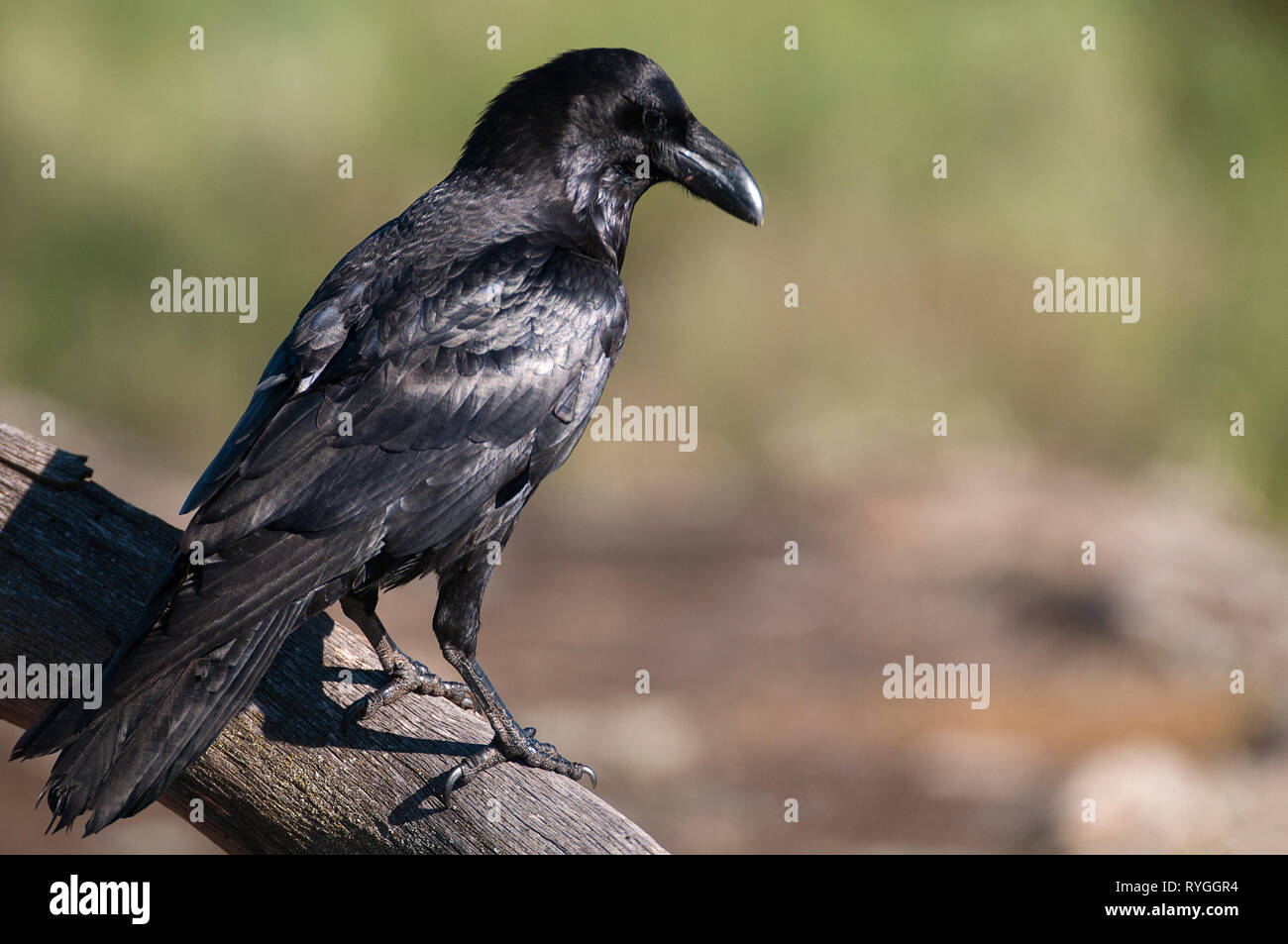 Dark body plumage hi-res stock photography and images - Alamy