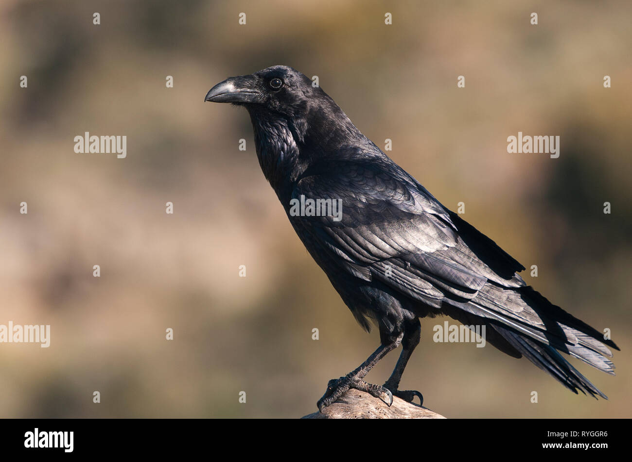 Dark body plumage hi-res stock photography and images - Alamy