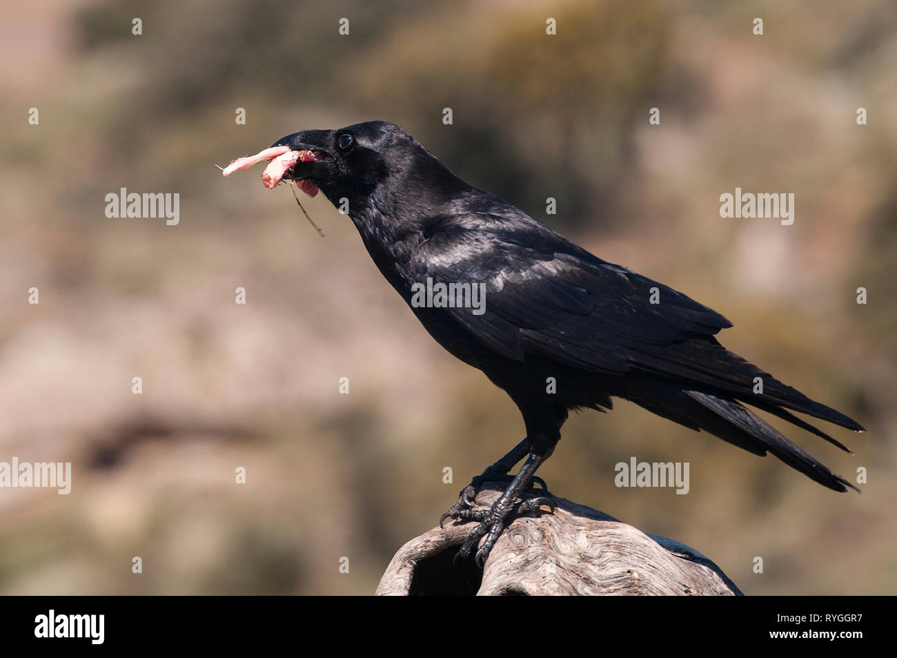 Dark body plumage hi-res stock photography and images - Alamy