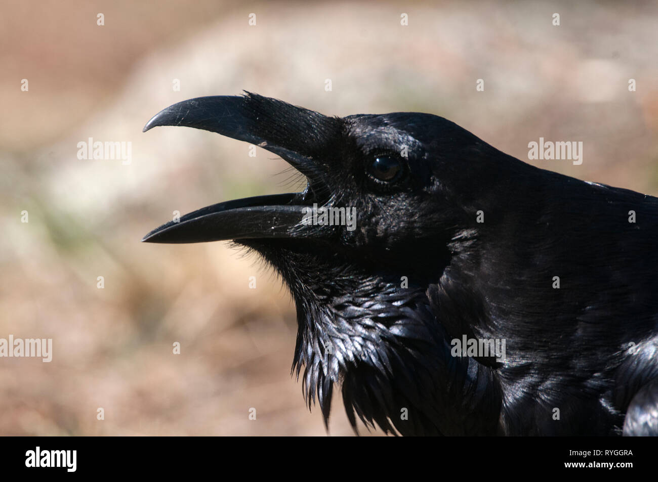 Raven Bird Head