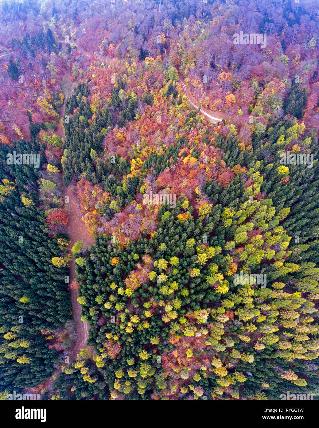 Overhead drone view of Autumnal trees and brightly coloured fall trees ...