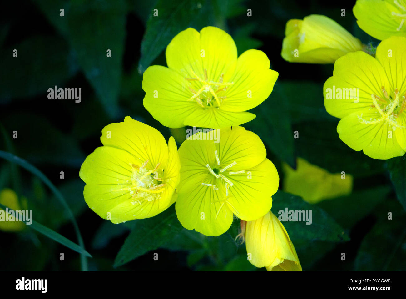Sunlight on field of yellow buttercups hi-res stock photography and ...