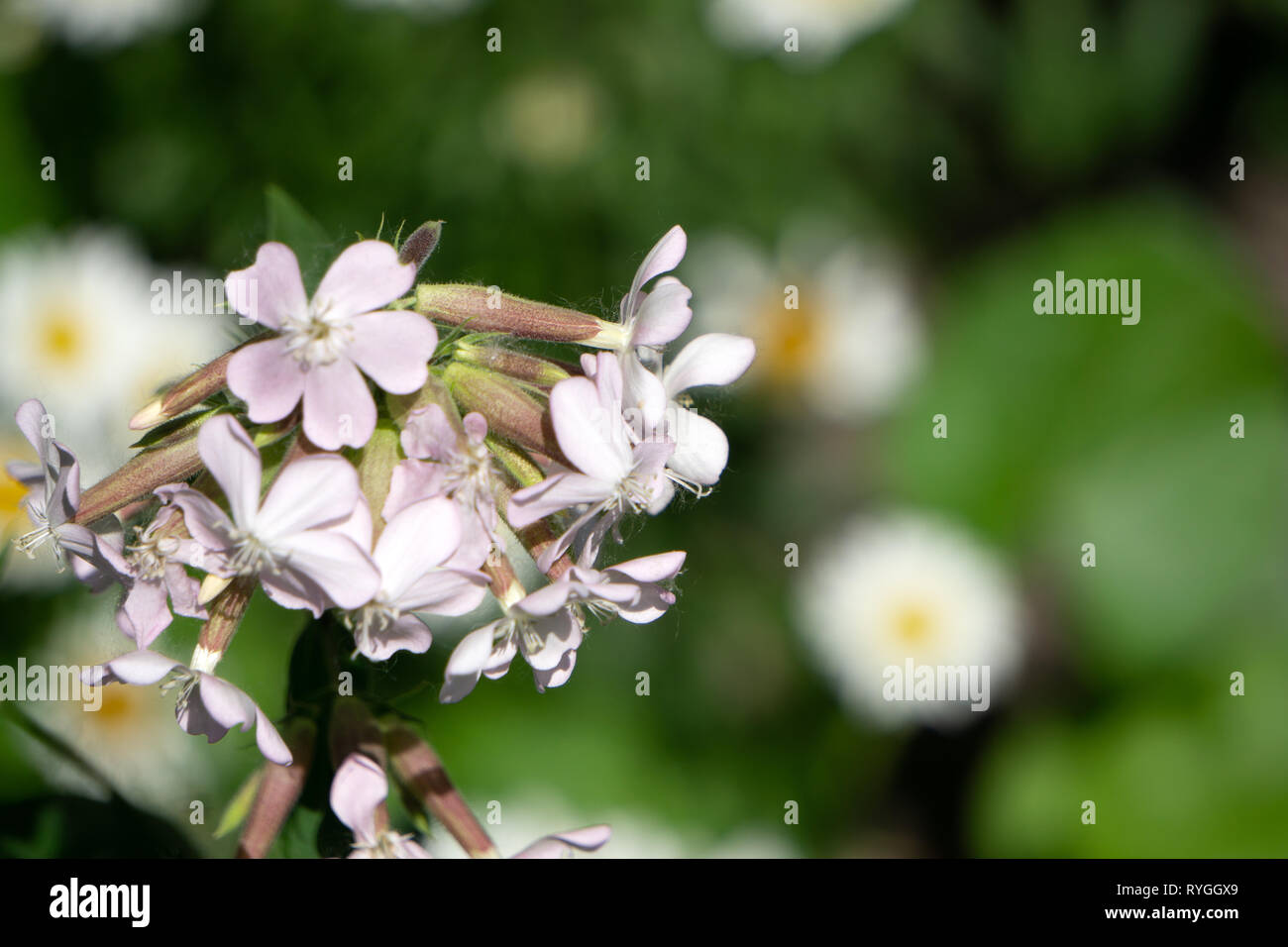 Balkan bears breeches flower - Latin name - Acanthus hungaricus ...