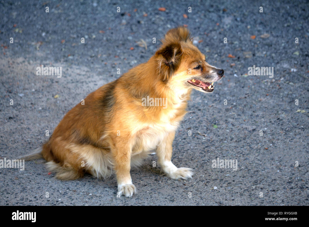 Red abandoned homeless stray dog is lying in the street. Little sad ...