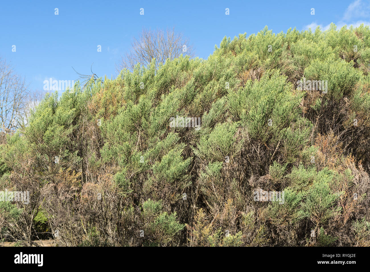 Hebe cupressoides, an evergreen shrub native to New Zealand, growing in ...